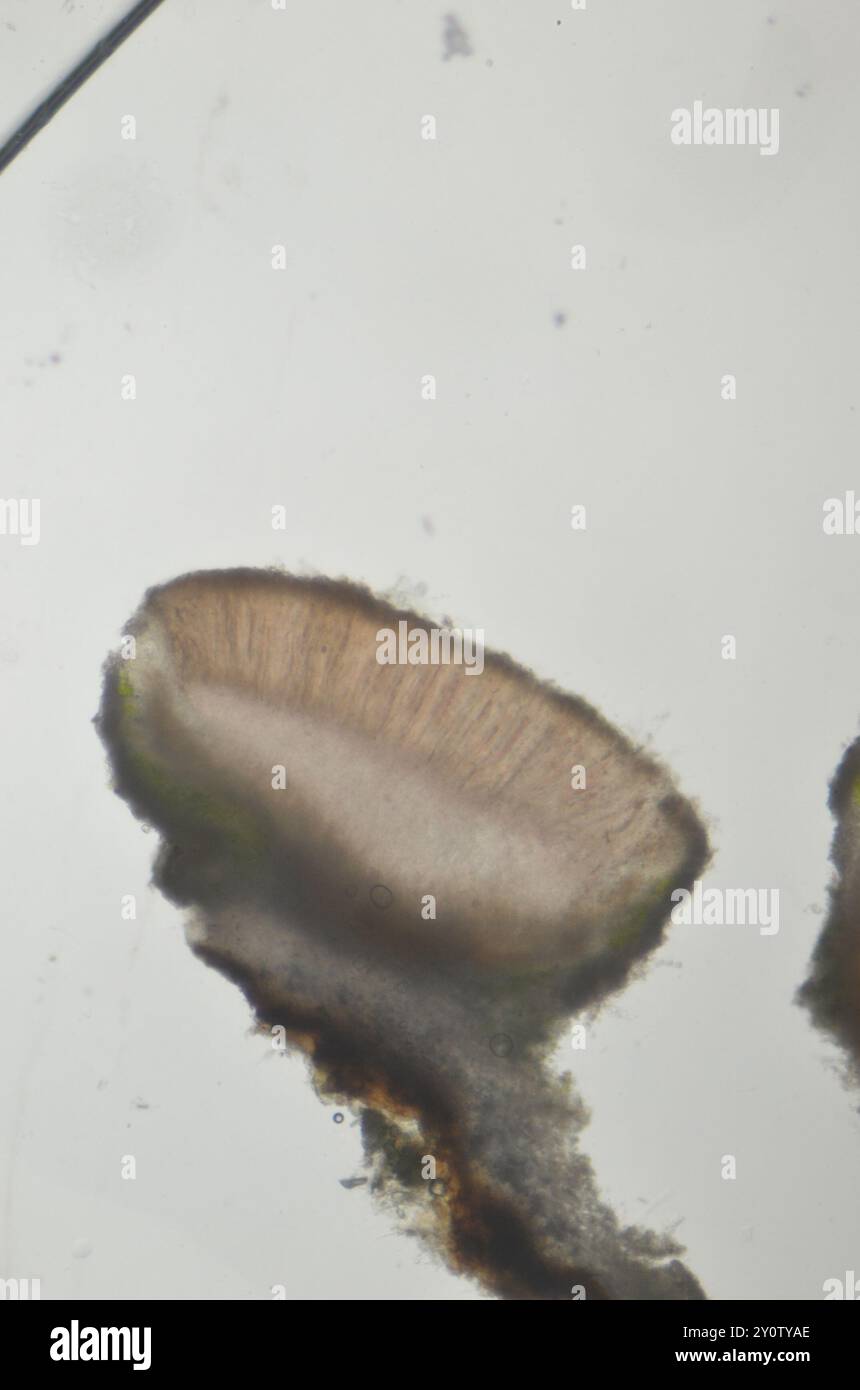 wart lichens, script lichens, and allies (Ostropomycetidae) Fungi Stock ...