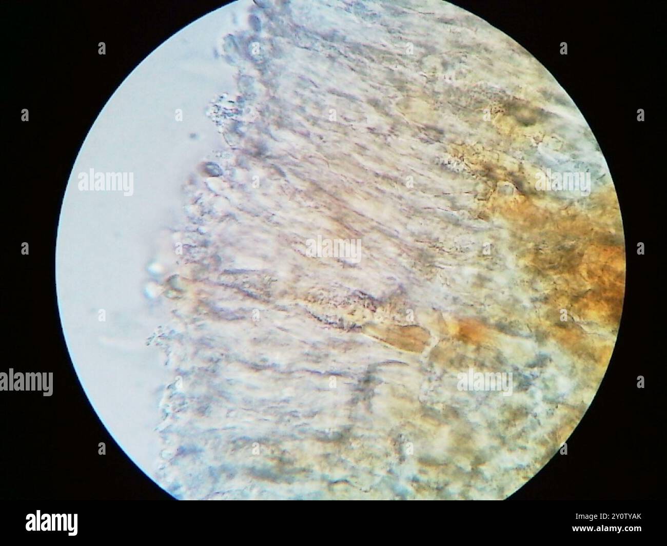 Higher Basidiomycetes (Agaricomycotina) Fungi Stock Photo - Alamy