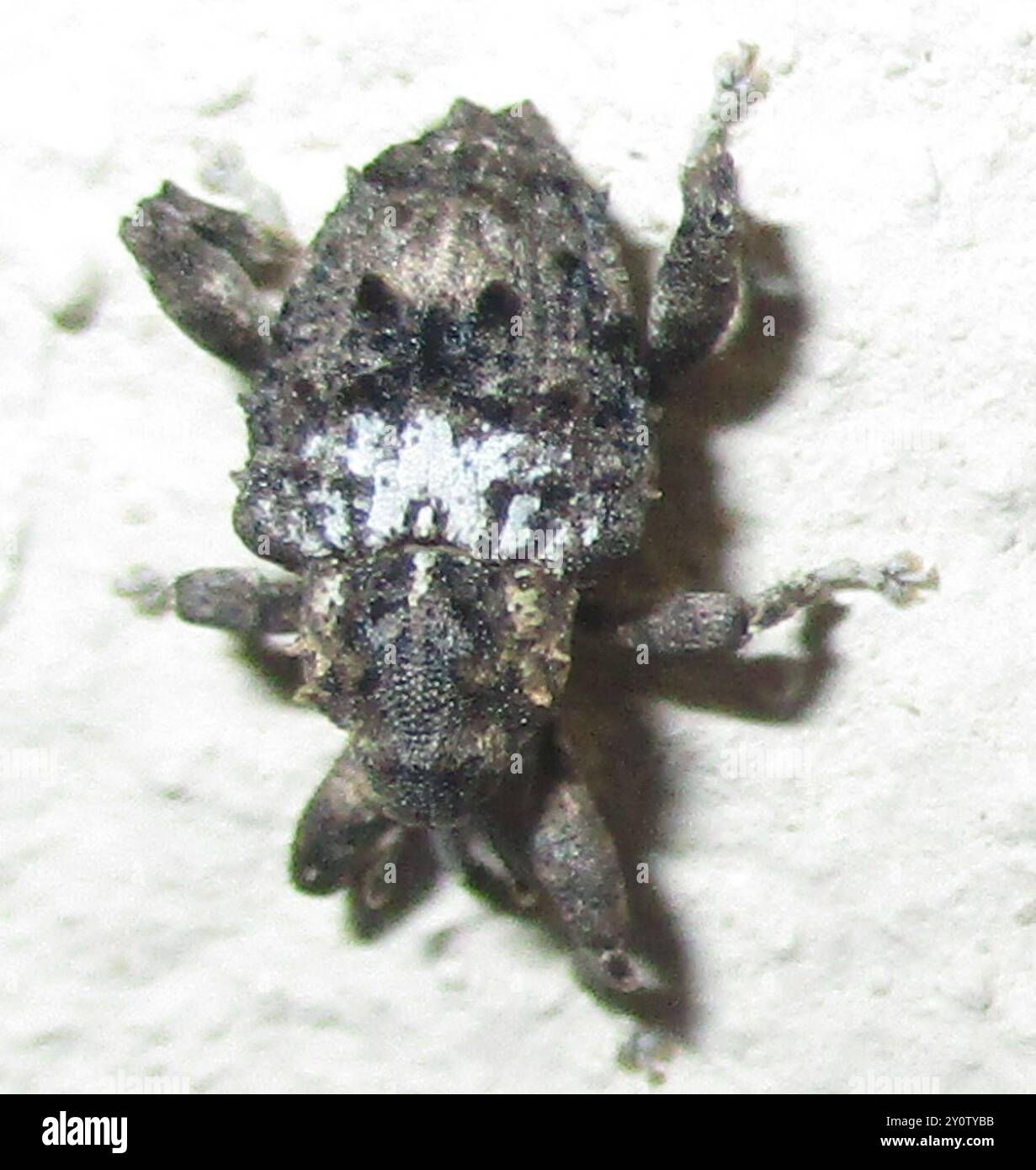 True Weevils (Curculionidae) Insecta Stock Photo - Alamy