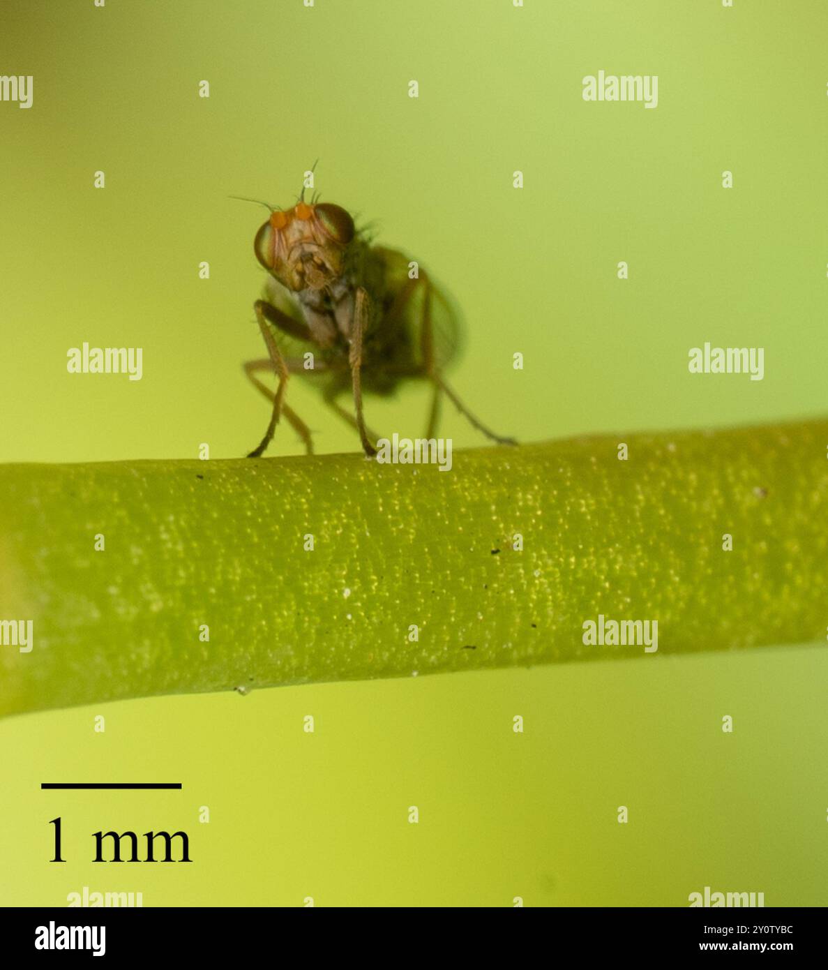 Muscoid Flies (Muscoidea) Insecta Stock Photo - Alamy