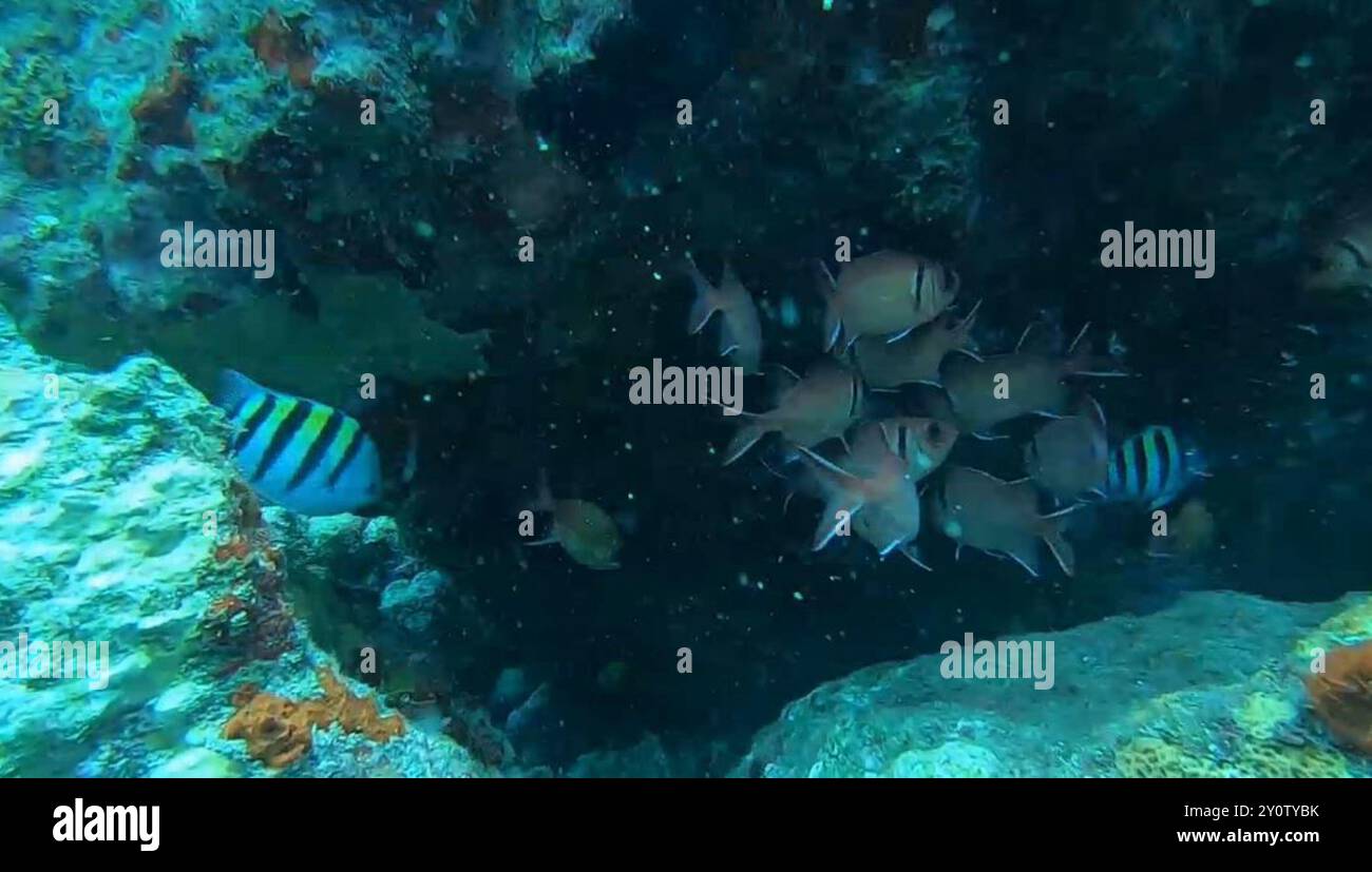 Atlantic Sergeant Major (Abudefduf saxatilis) Actinopterygii Stock ...