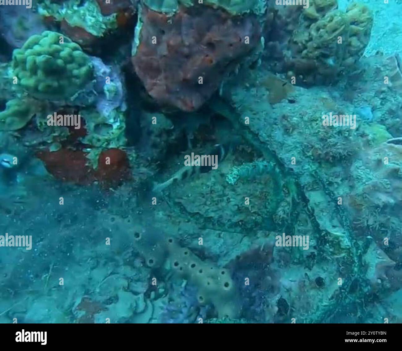 Barred Hamlet (Hypoplectrus puella) Actinopterygii Stock Photo - Alamy