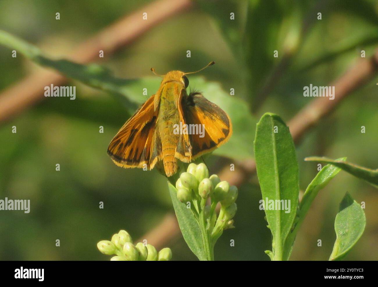 Fiery Skipper (Hylephila phyleus) Insecta Stock Photo - Alamy