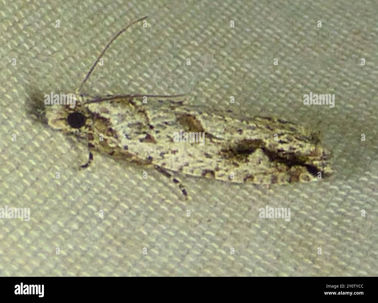 Pecan Bud Moth (Gretchena bolliana) Insecta Stock Photo - Alamy