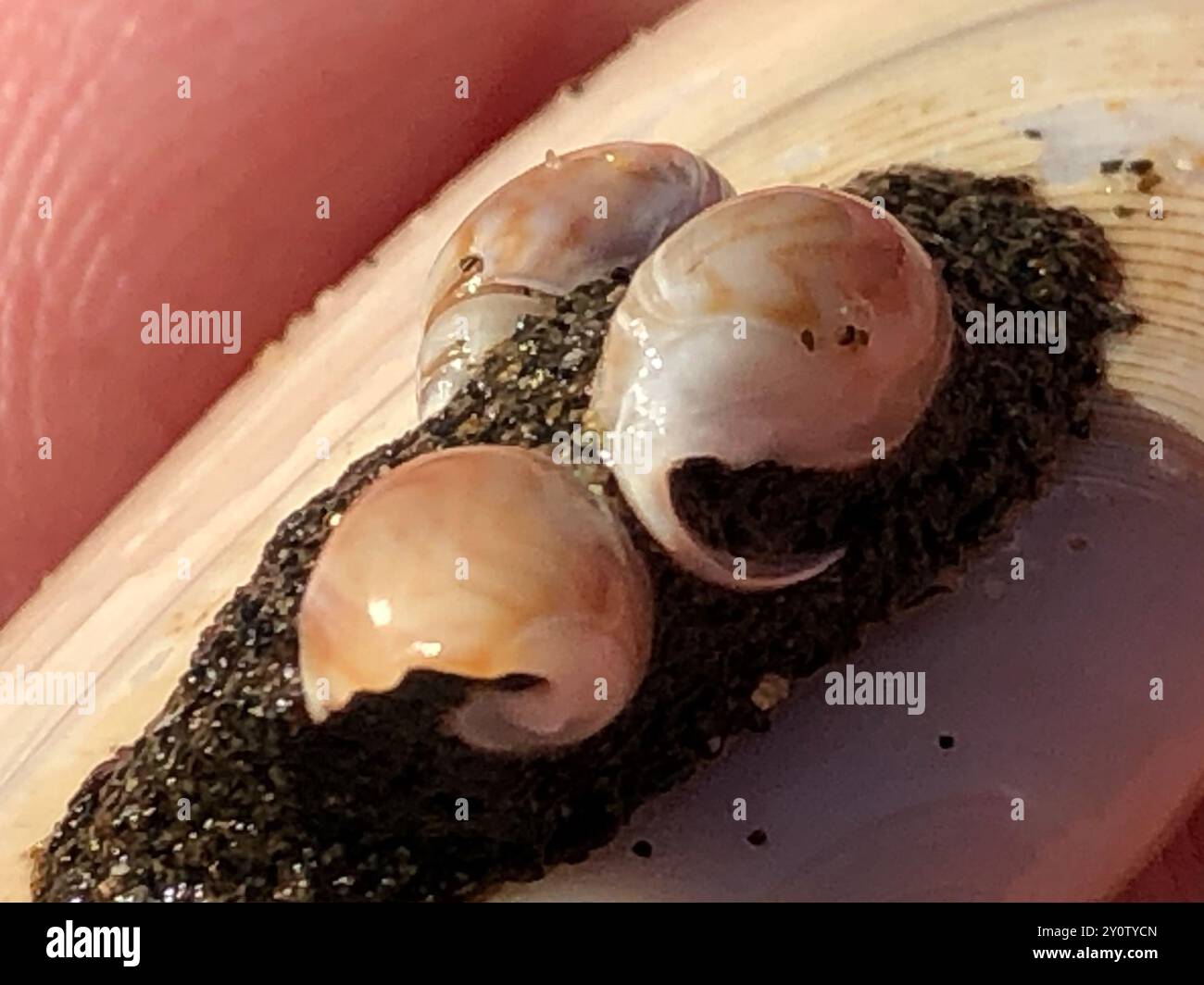 Dwarf olive hi-res stock photography and images - Alamy