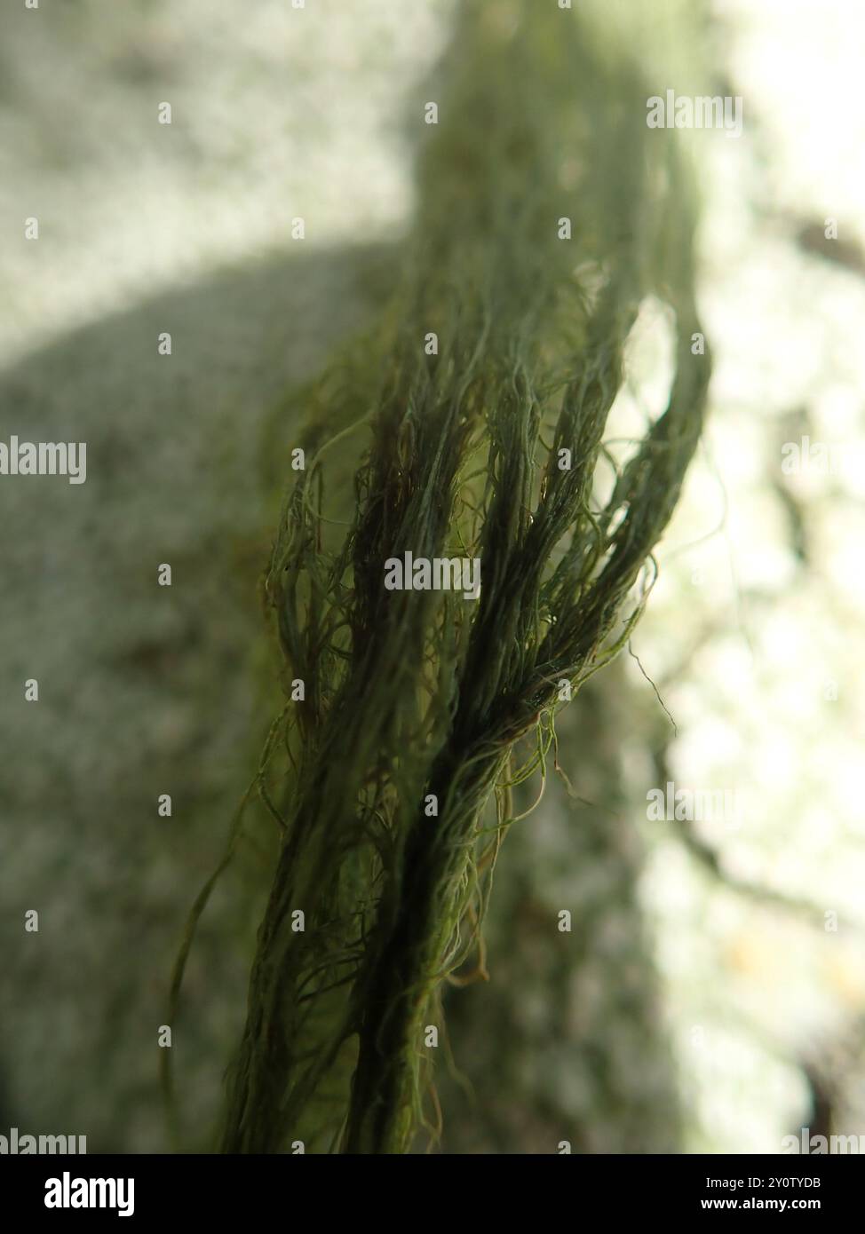 Fishbone Beard Lichen (Usnea dasopoga) Fungi Stock Photo - Alamy