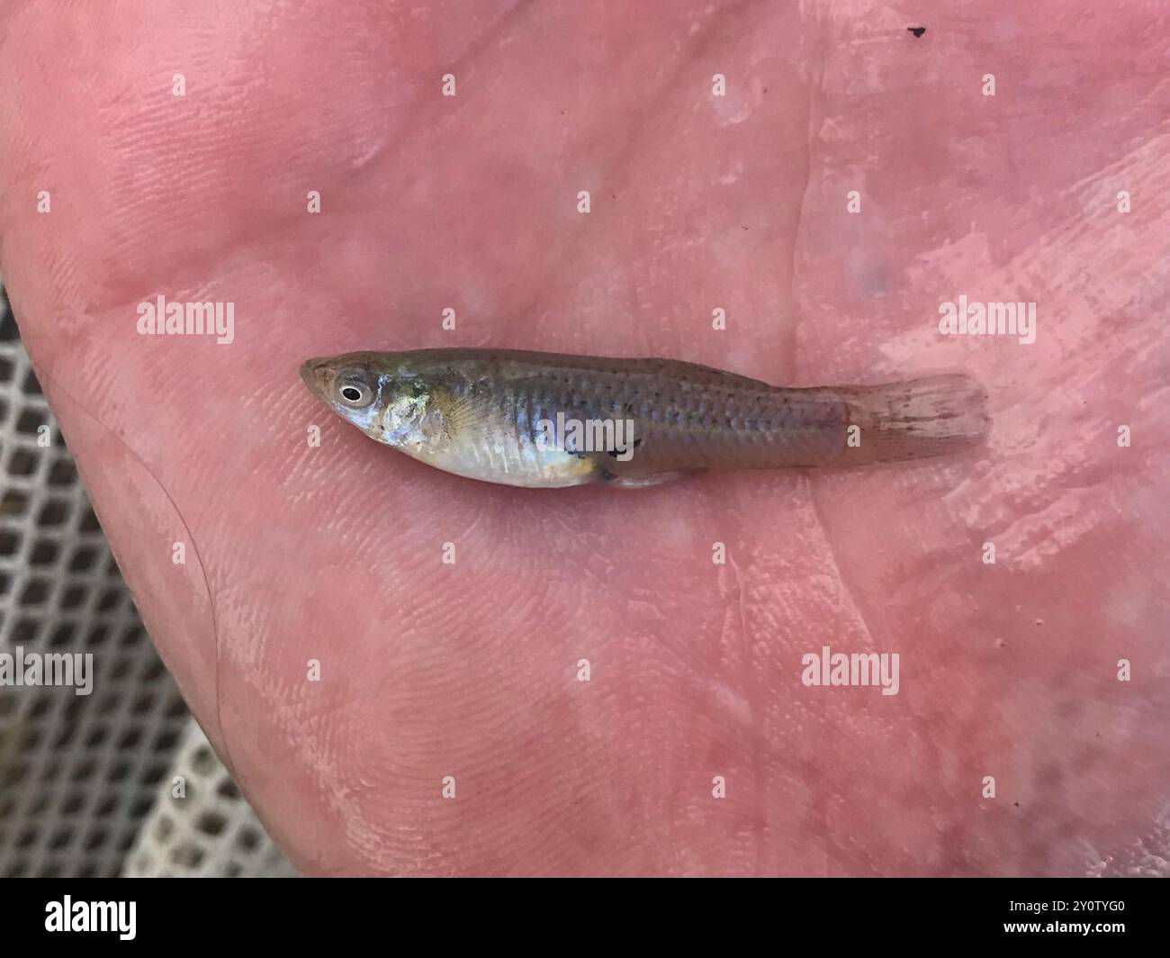 Western Mosquitofish (Gambusia affinis) Actinopterygii Stock Photo - Alamy