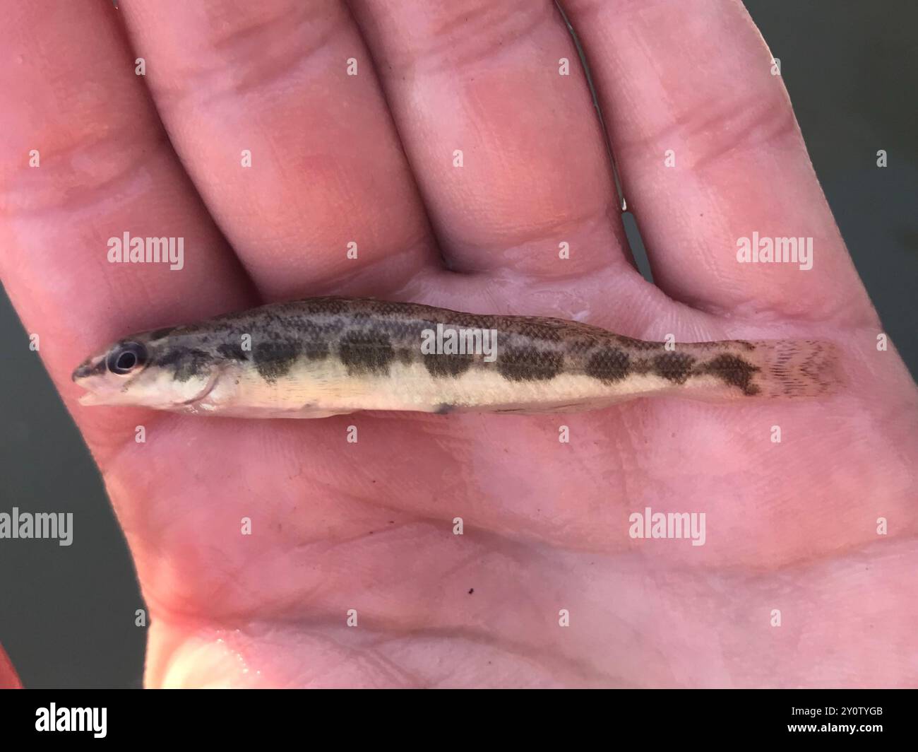 Guadalupe Darter (Percina apristis) Actinopterygii Stock Photo - Alamy