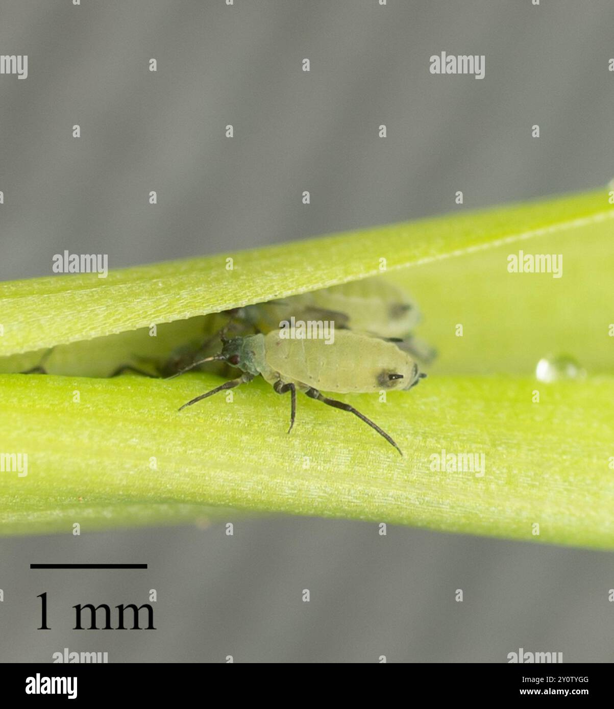 Corn Leaf Aphid (Rhopalosiphum maidis) Insecta Stock Photo - Alamy