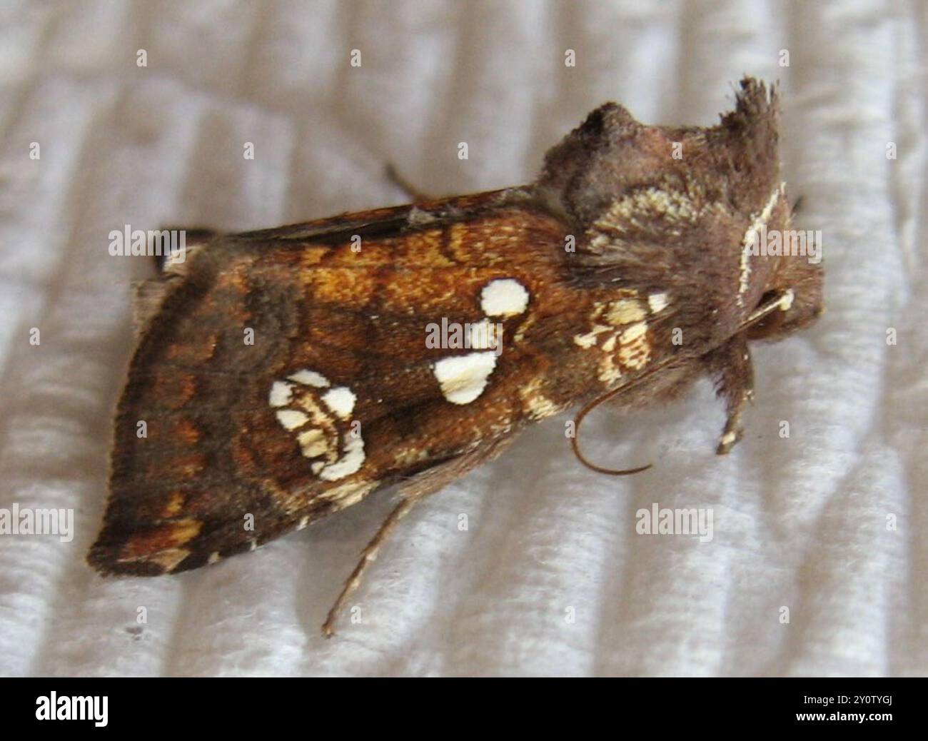Turtle Head Borer Moth (Papaipema nepheleptena) Insecta Stock Photo - Alamy
