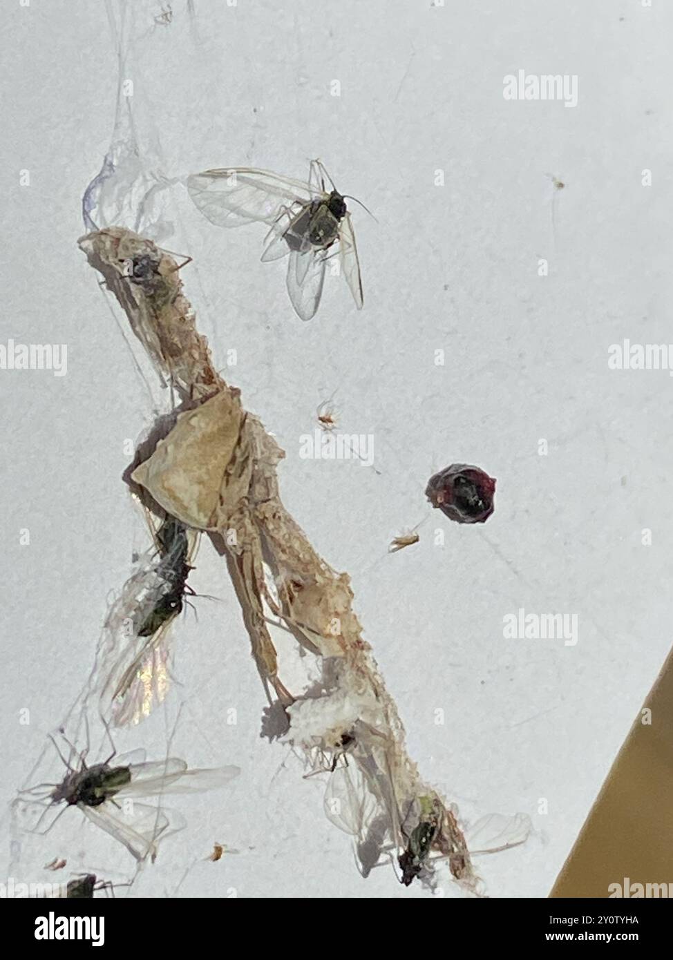 Comb-footed Spiders (Theridiidae) Arachnida Stock Photo - Alamy