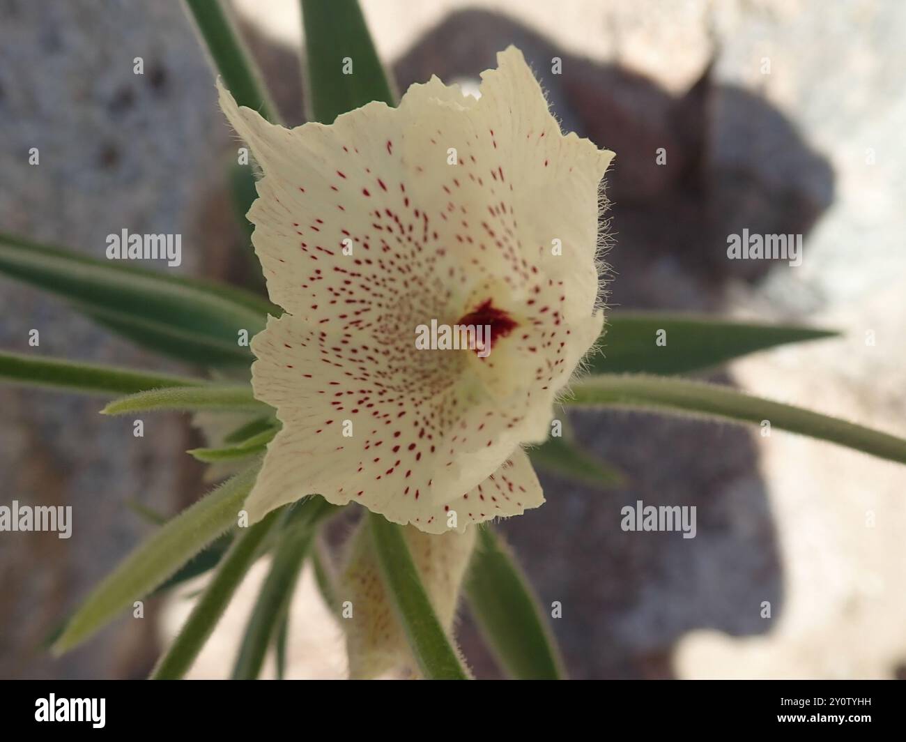 ghost flower (Mohavea confertiflora) Plantae Stock Photo - Alamy