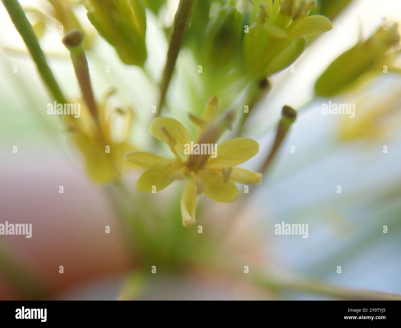 London rocket (Sisymbrium irio) Plantae Stock Photo - Alamy