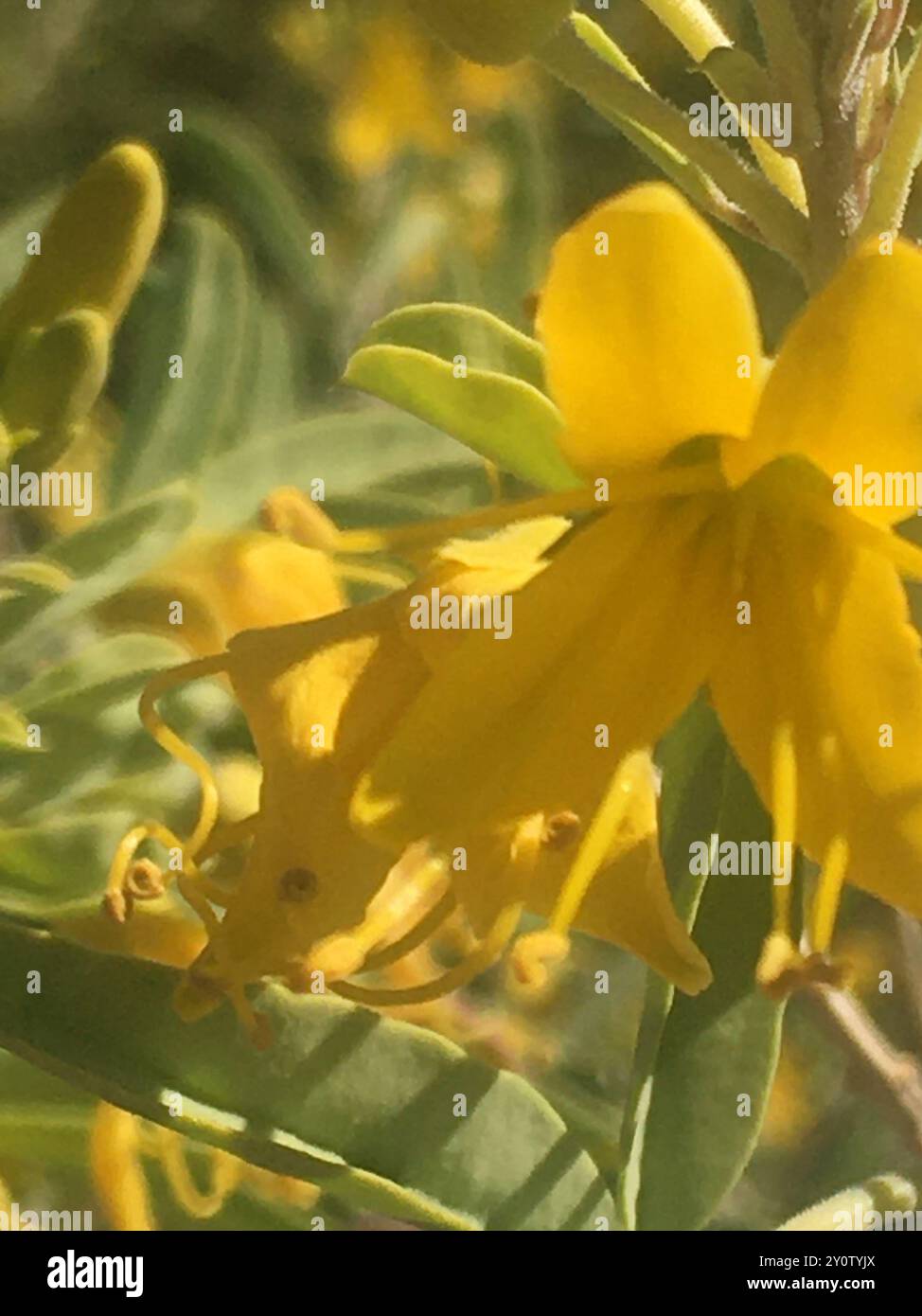 Bladderpod (Cleomella arborea) Plantae Stock Photo - Alamy
