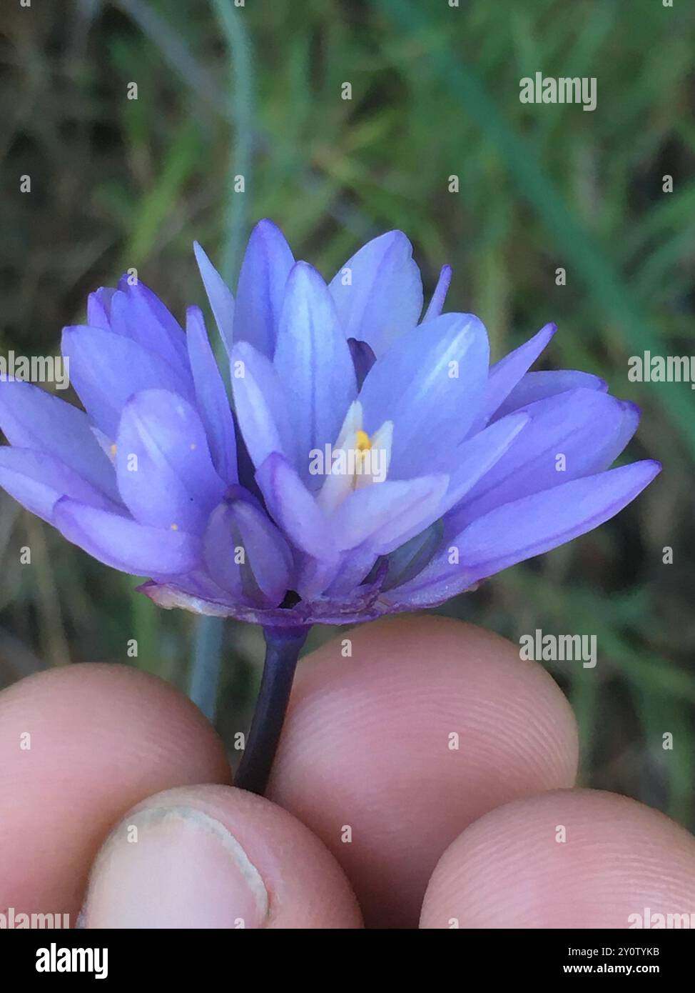 (Dipterostemon capitatus capitatus) Plantae Stock Photo - Alamy