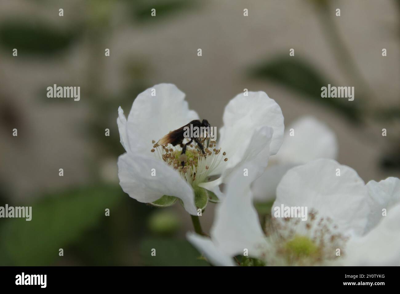 Black Slender-Stingless bee (Frieseomelitta nigra) Insecta Stock Photo ...