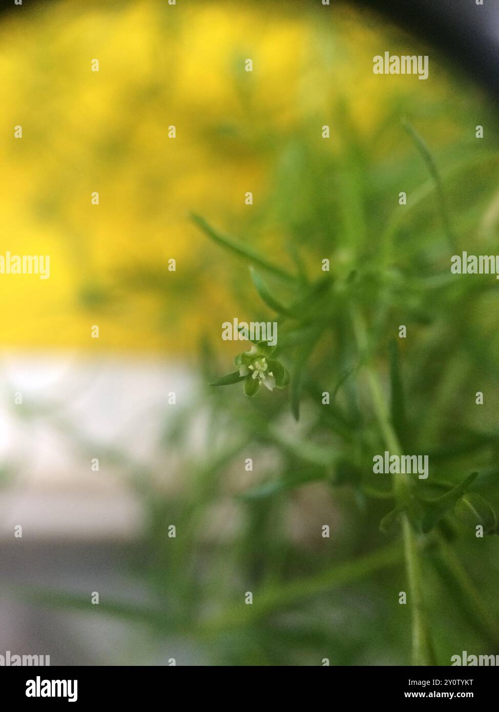 Procumbent Pearlwort (Sagina procumbens) Plantae Stock Photo - Alamy