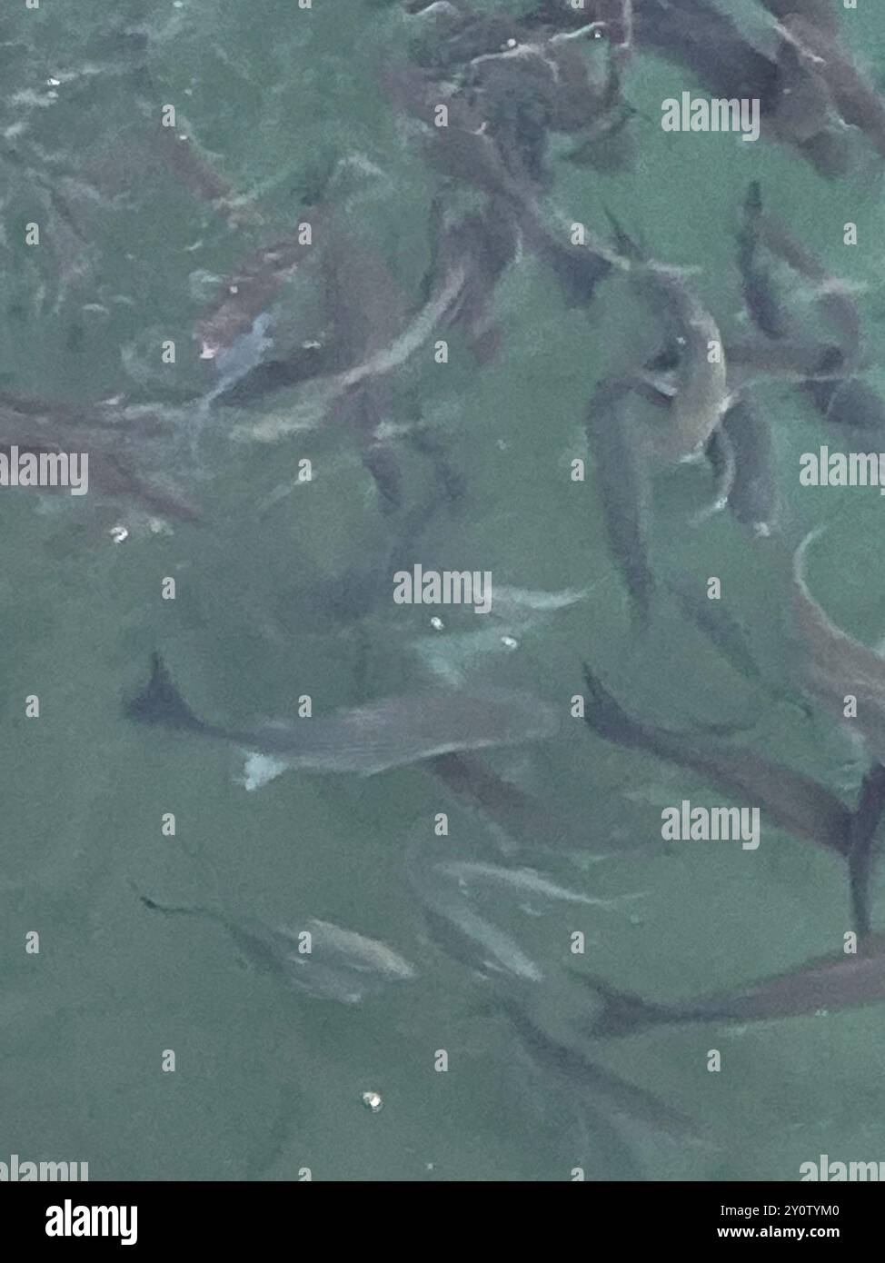 Mullets (Mugilidae) Actinopterygii Stock Photo - Alamy