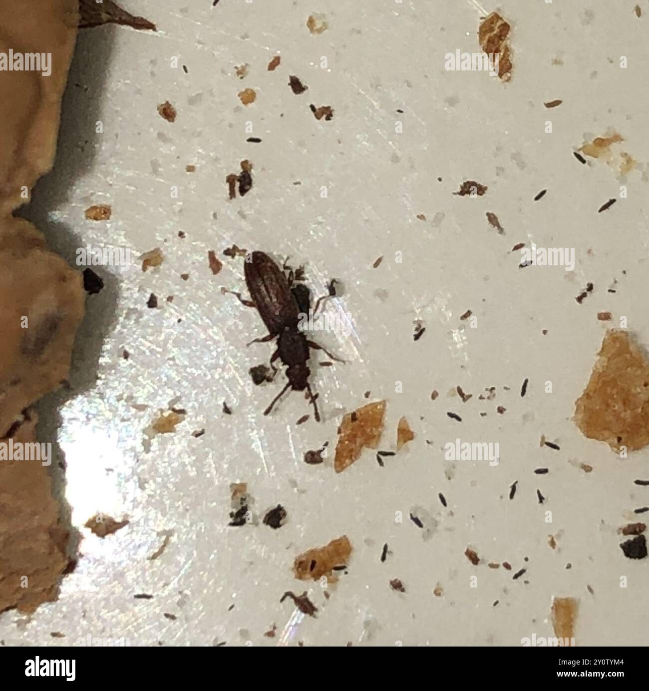 Silvanid Flat Bark Beetles (Silvanidae) Insecta Stock Photo - Alamy