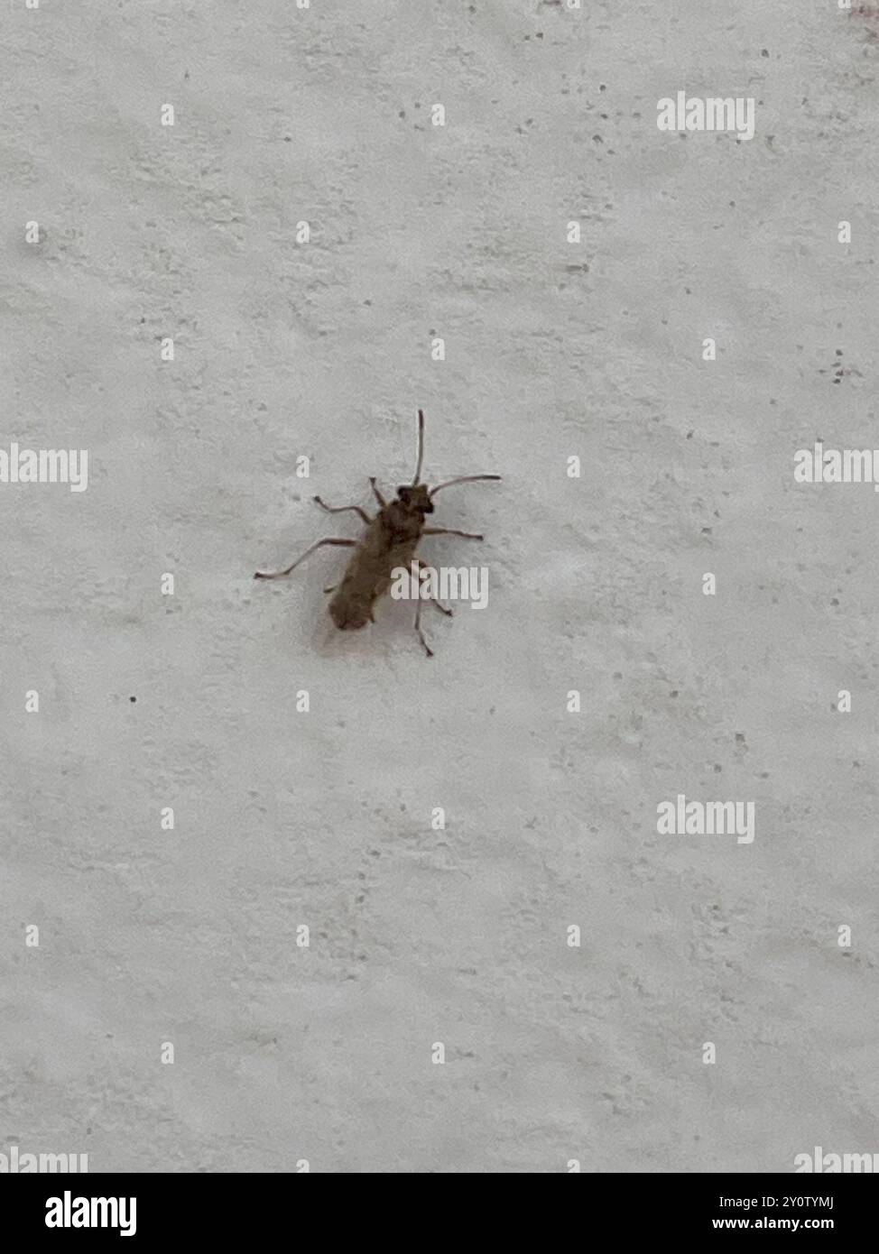 False chinch bugs (Nysius) Insecta Stock Photo - Alamy