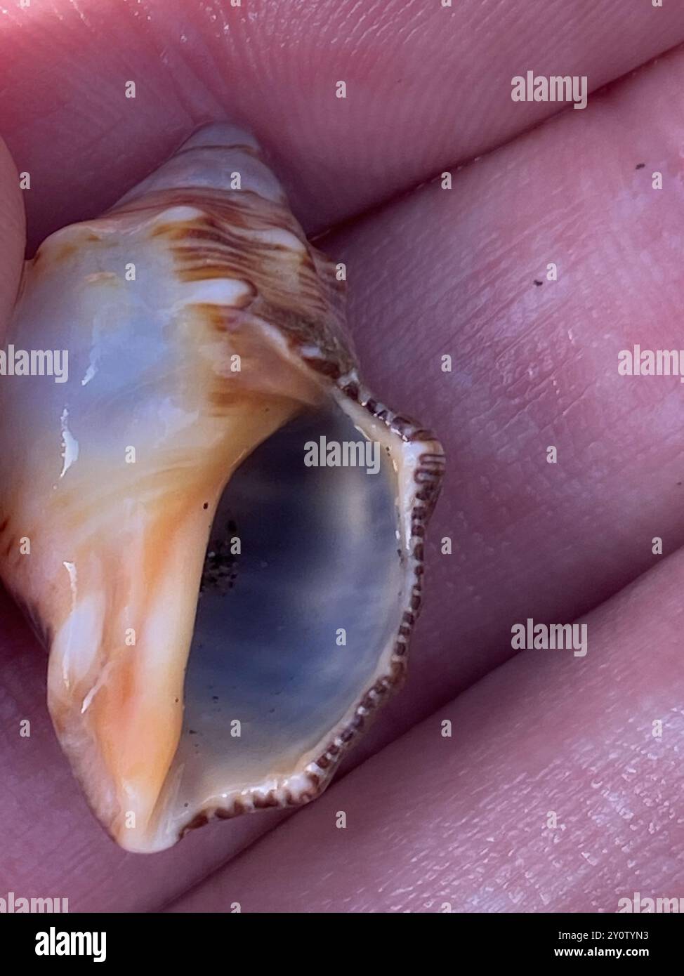 Red-mouthed Dog Winkle (Stramonita haemastoma) Mollusca Stock Photo - Alamy