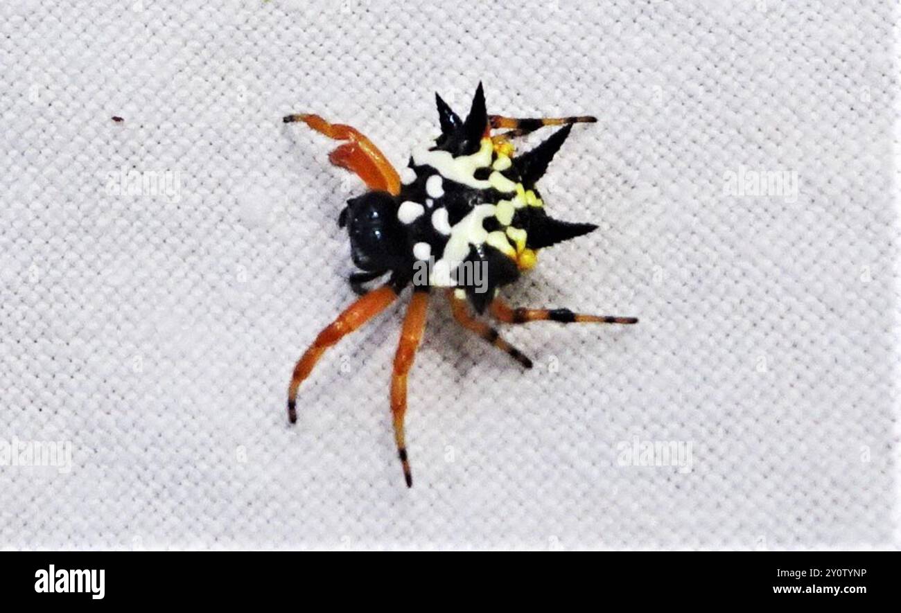 Christmas Jewel Spider (Austracantha minax) Arachnida Stock Photo - Alamy