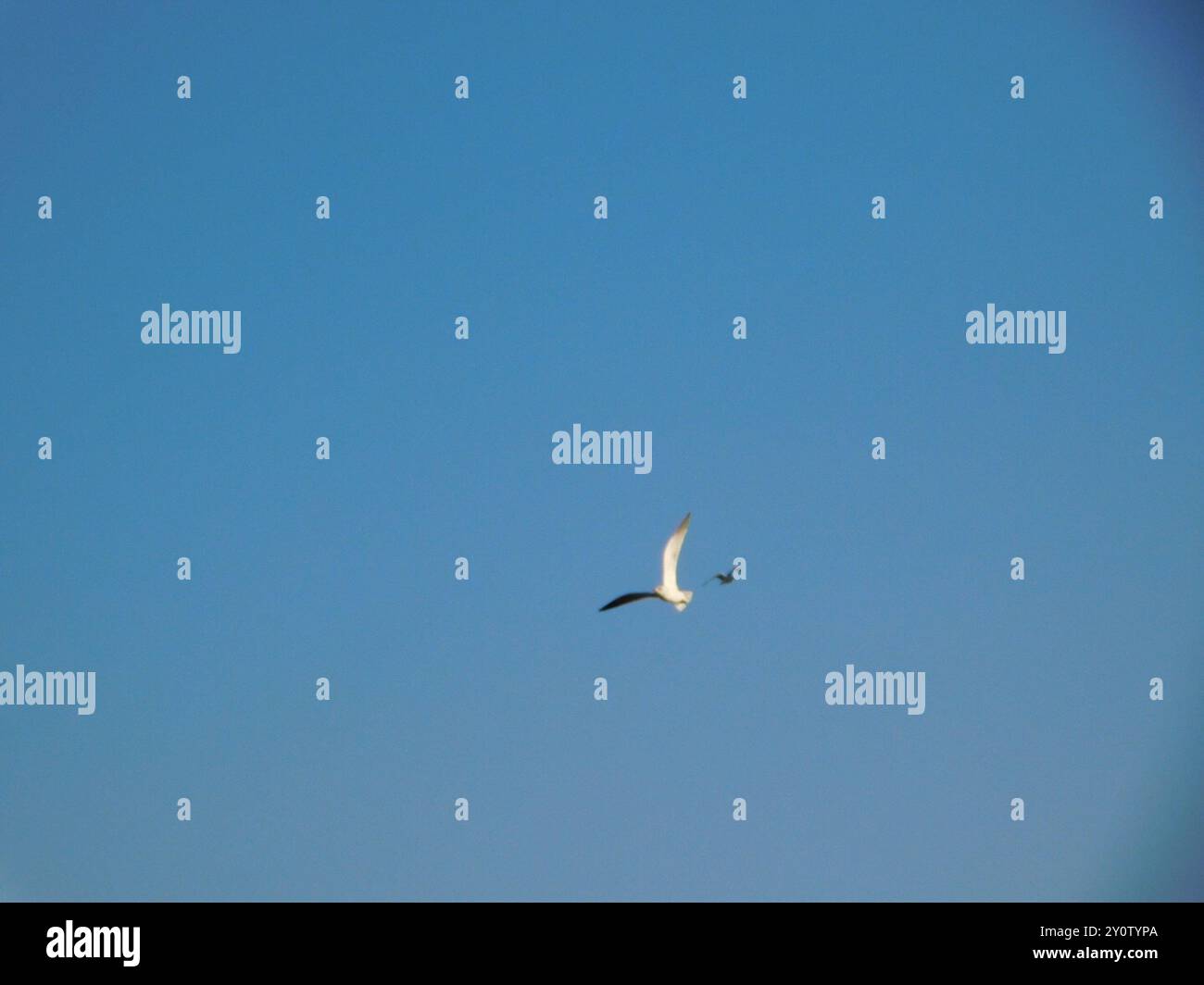 Gulls (Larinae) Aves Stock Photo - Alamy