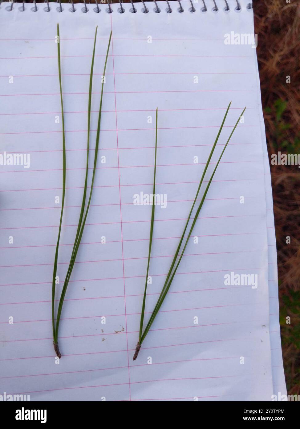 pond pine (Pinus serotina) Plantae Stock Photo - Alamy