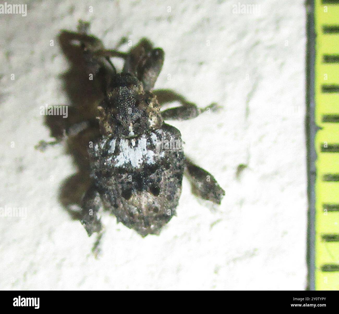 True Weevils (Curculionidae) Insecta Stock Photo - Alamy