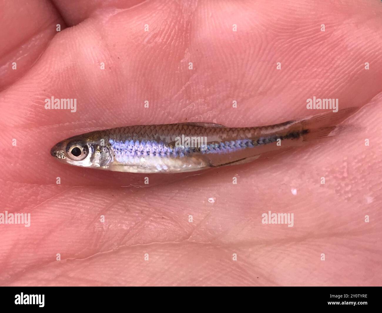 Mimic Shiner (Paranotropis volucellus) Actinopterygii Stock Photo - Alamy