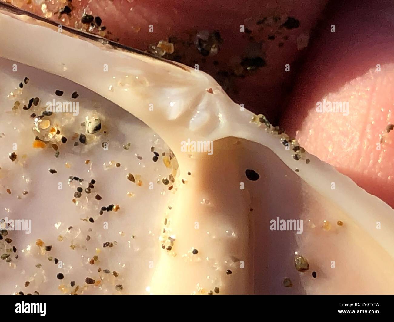 Pacific Razor Clam (Siliqua patula) Mollusca Stock Photo - Alamy