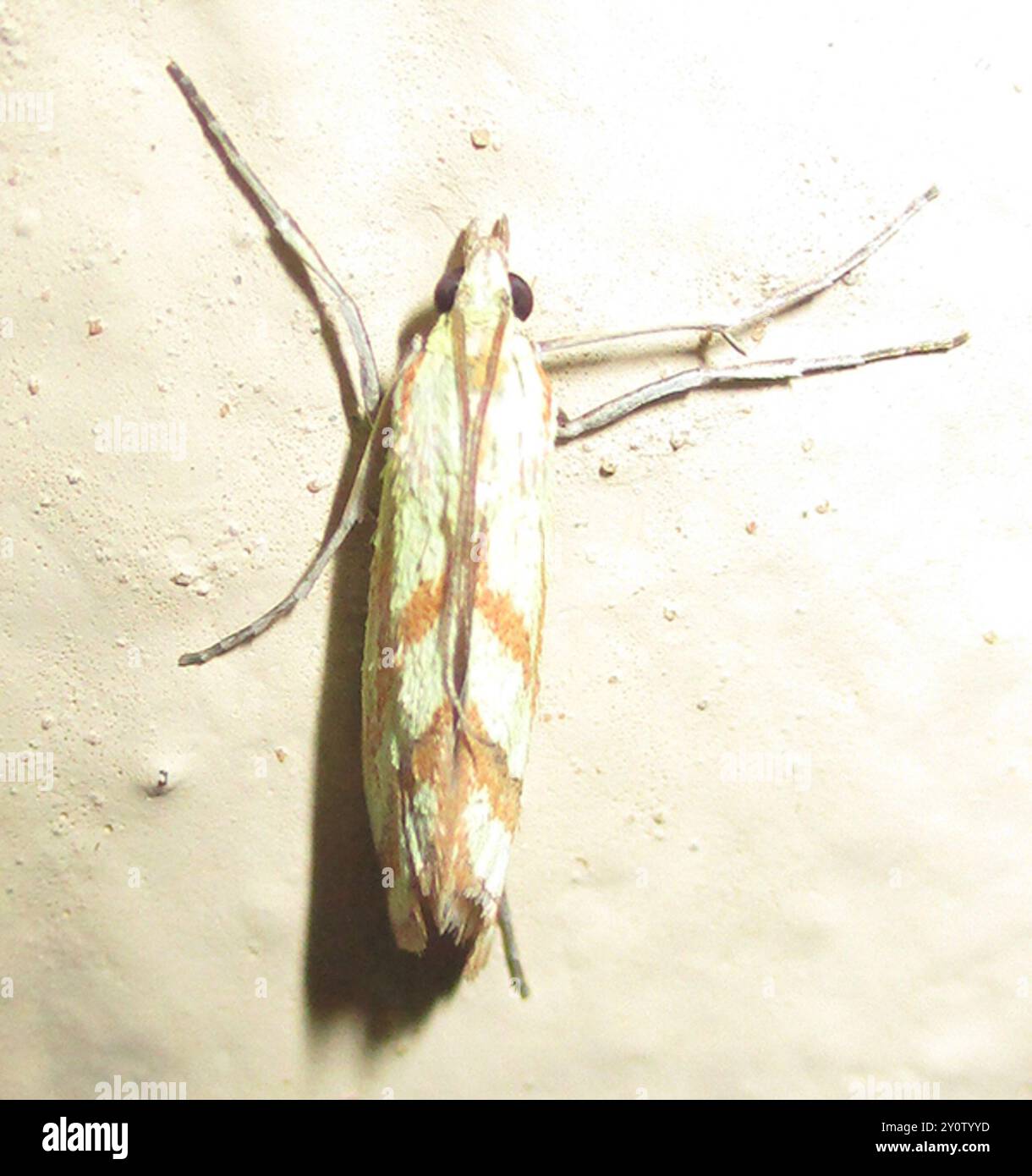 Twirler Moths (Gelechiidae) Insecta Stock Photo - Alamy