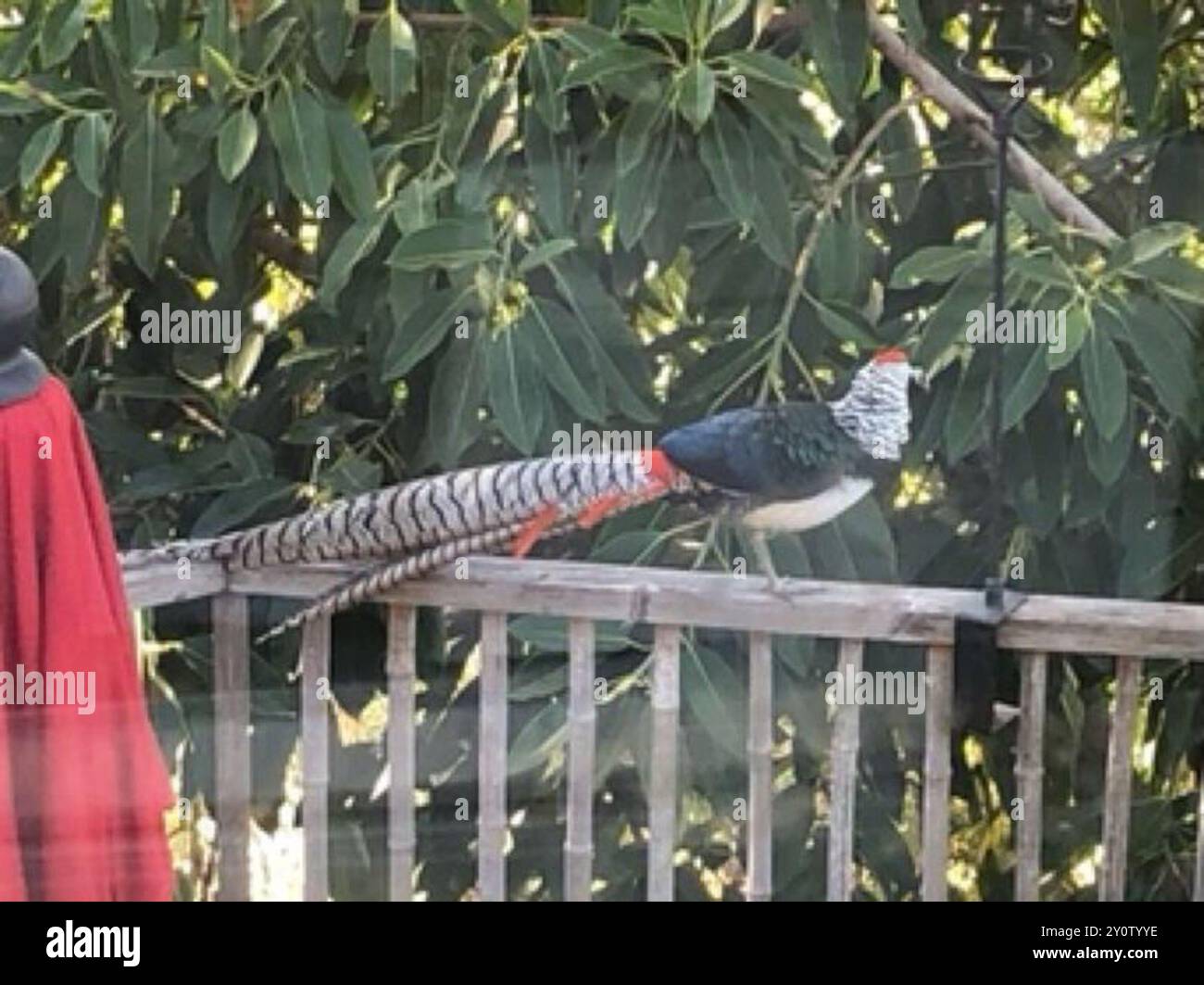 Lady Amherst's Pheasant (Chrysolophus amherstiae) Aves Stock Photo - Alamy