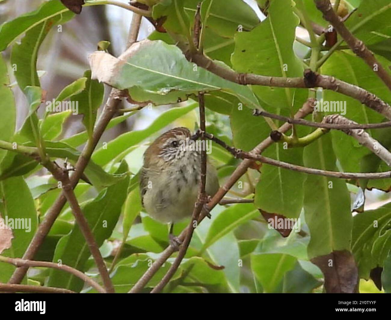 Striated Thornbill (Acanthiza lineata) Aves Stock Photo - Alamy
