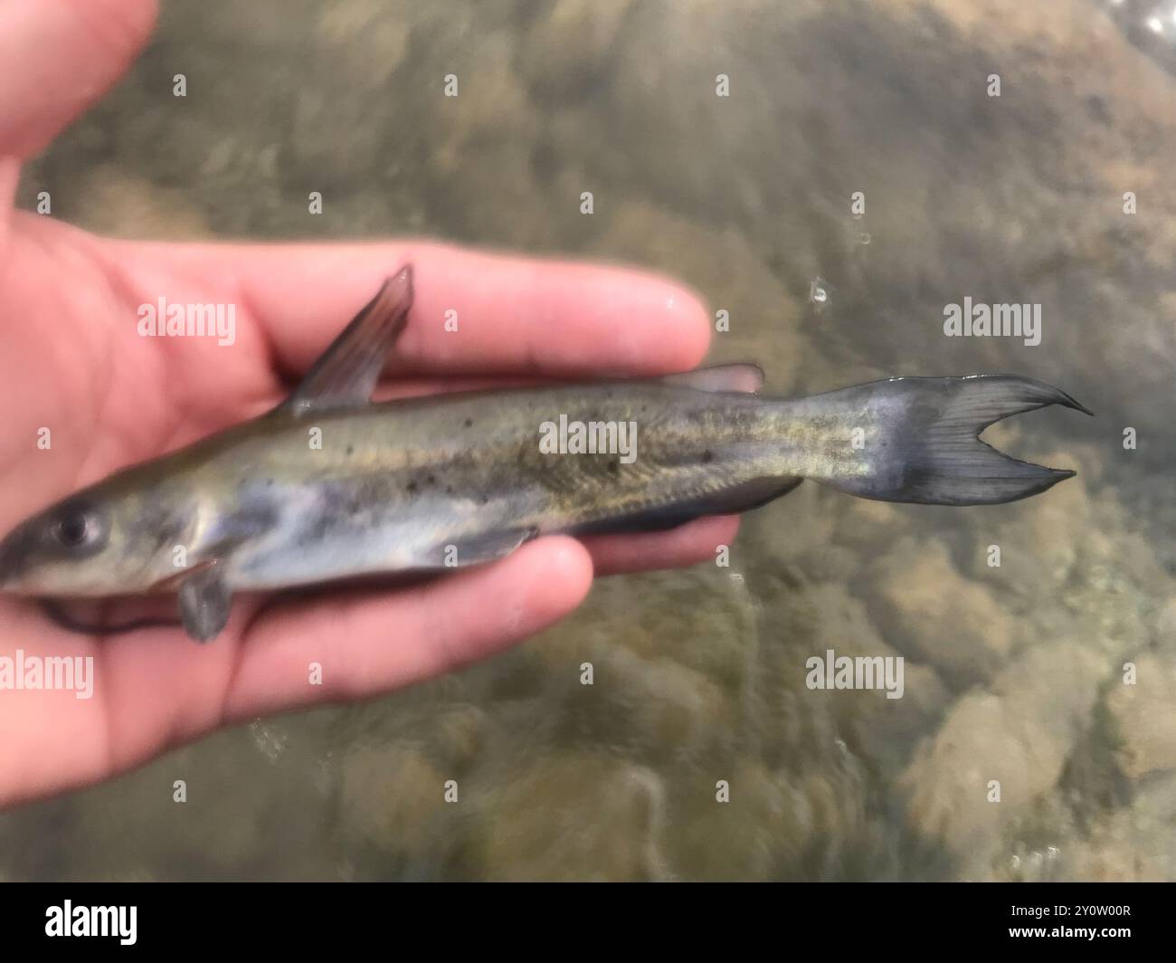 Channel Catfish (Ictalurus punctatus) Actinopterygii Stock Photo - Alamy