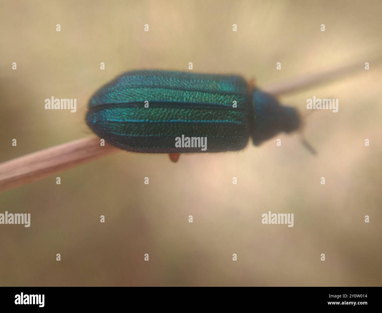 Groovewing Flower Beetles (Melyris) Insecta Stock Photo - Alamy