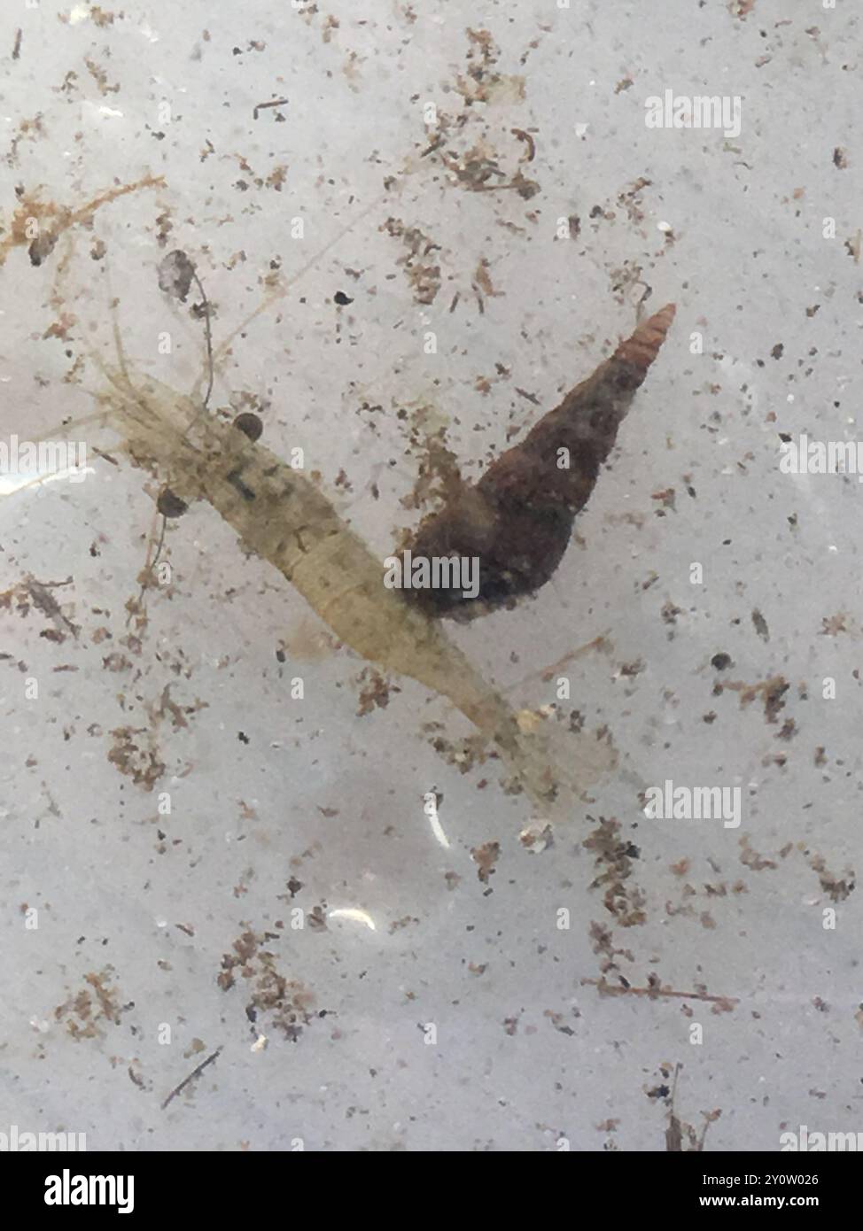 Red-rimmed Melania (Melanoides tuberculata) Mollusca Stock Photo - Alamy