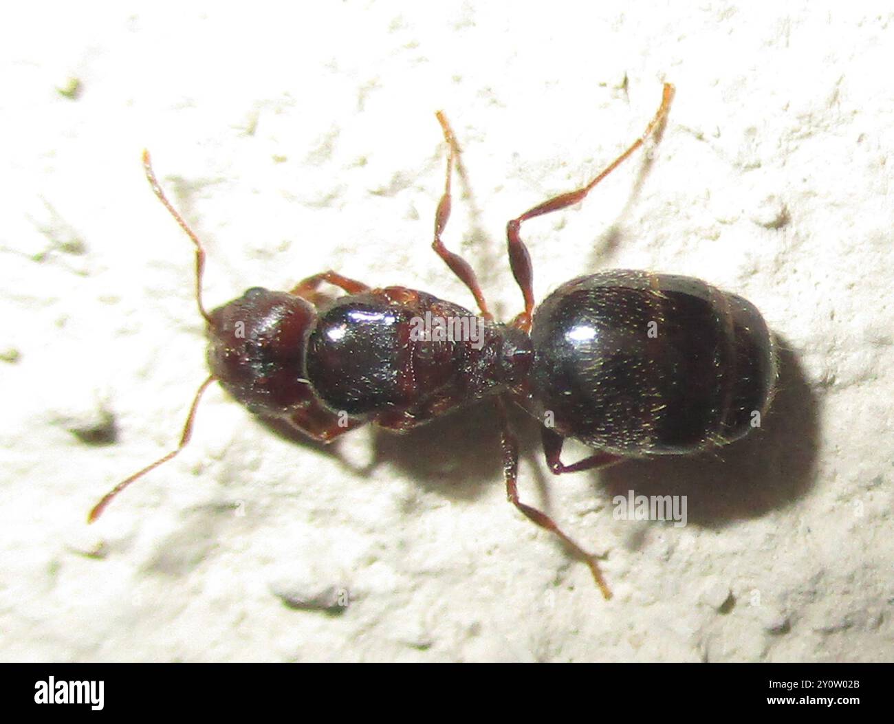 Big-headed Ants (Pheidole) Insecta Stock Photo - Alamy