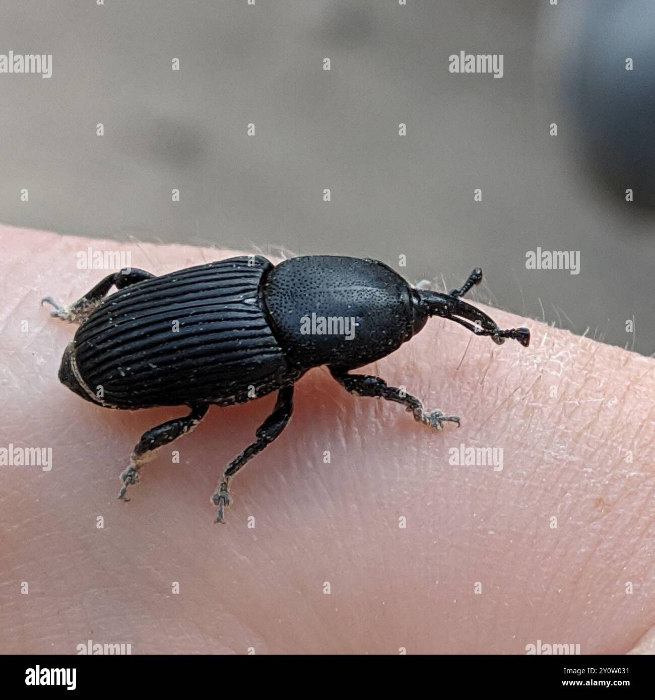 Sisal Weevil (Scyphophorus acupunctatus) Insecta Stock Photo - Alamy