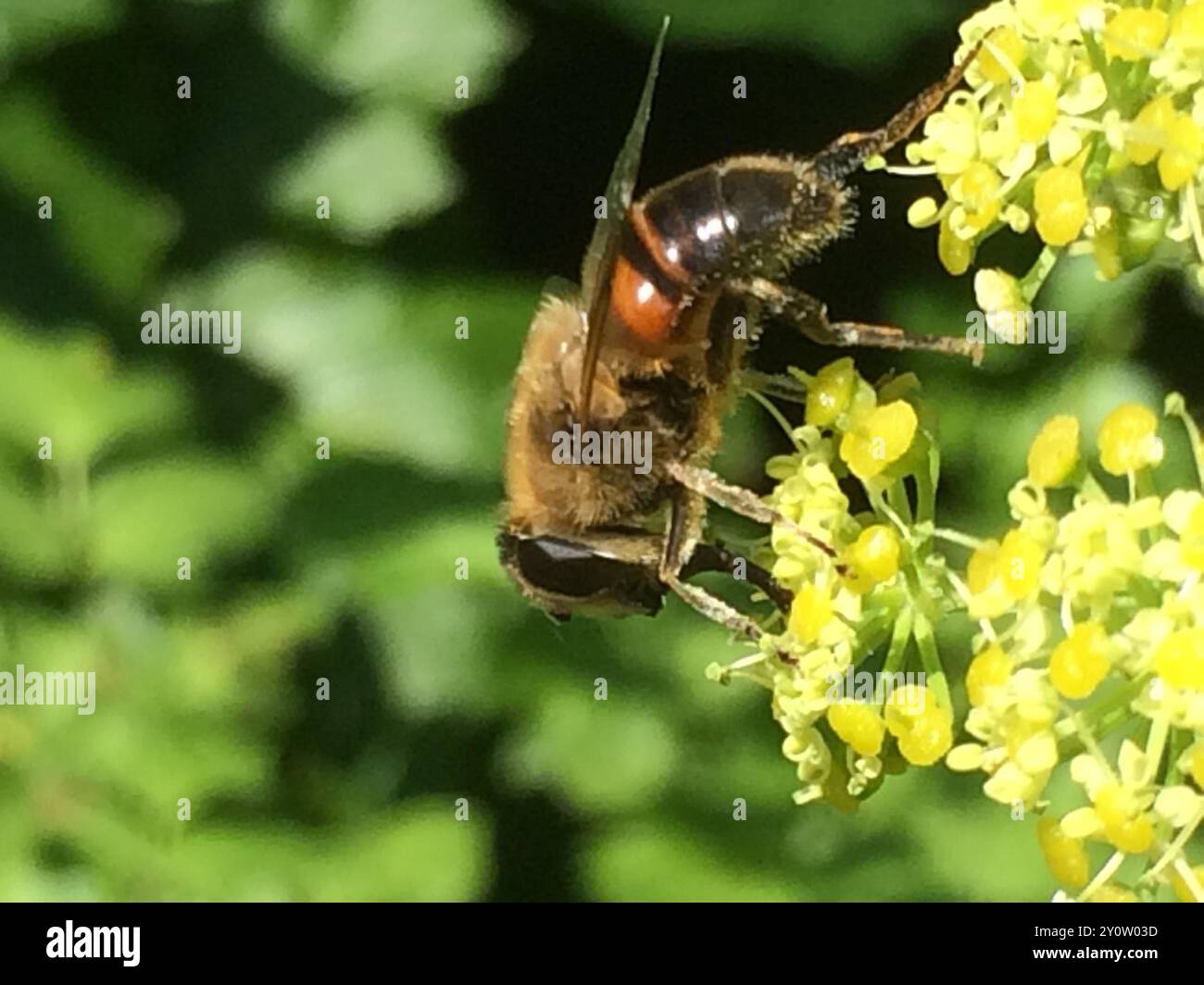 Common Drone Fly (Eristalis tenax) Insecta Stock Photo - Alamy
