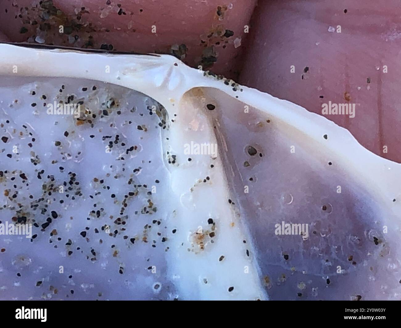 Pacific Razor Clam (Siliqua patula) Mollusca Stock Photo - Alamy