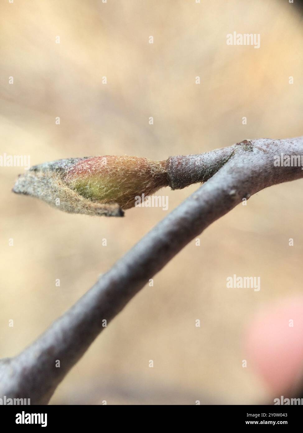 swamp alder (Alnus incana rugosa) Plantae Stock Photo - Alamy