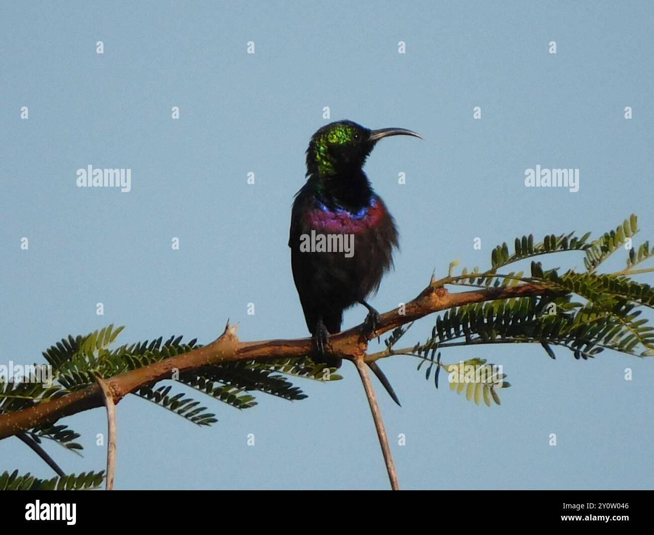 Southern Marico Sunbird (Cinnyris mariquensis mariquensis) Aves Stock ...