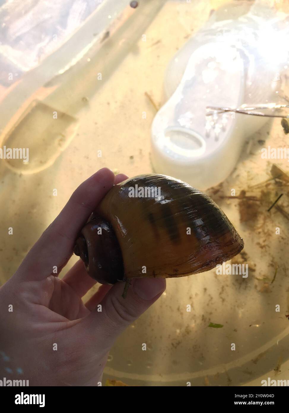 Common Apple Snails (Pomacea) Mollusca Stock Photo - Alamy