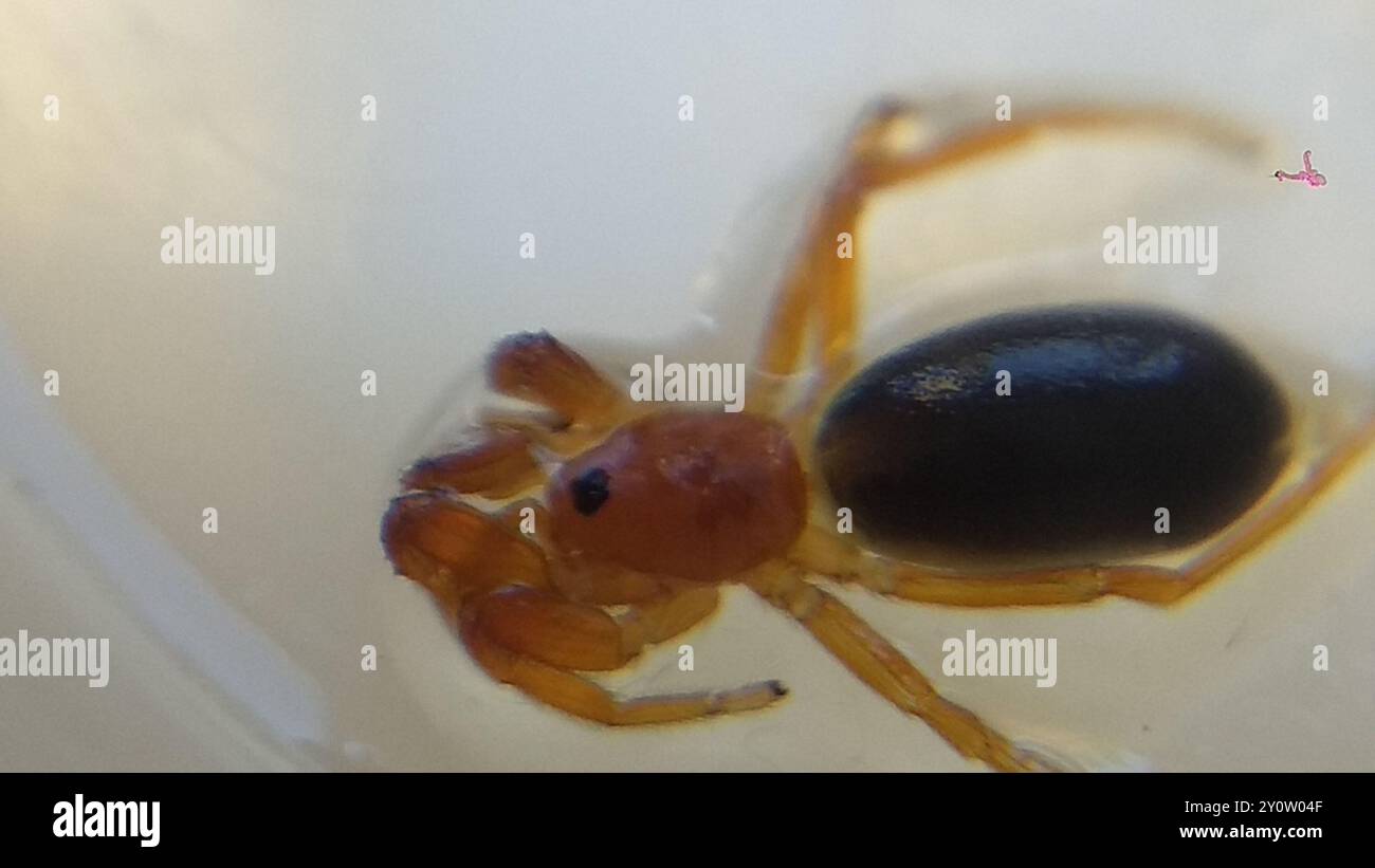 Bright Lungless Spiders (Caponiidae) Arachnida Stock Photo - Alamy