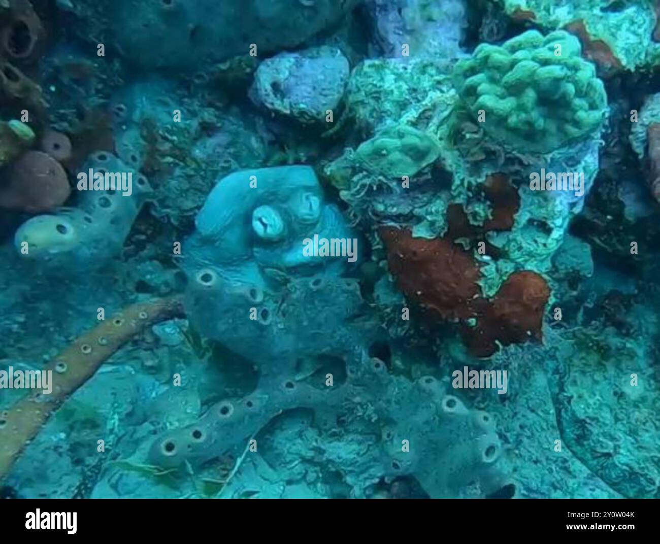 Brazilian Reef Octopus (Octopus insularis) Mollusca Stock Photo - Alamy