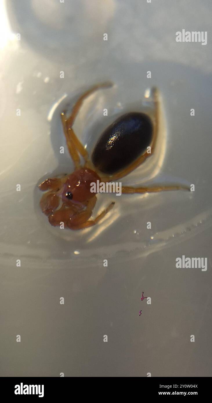 Bright Lungless Spiders (Caponiidae) Arachnida Stock Photo - Alamy