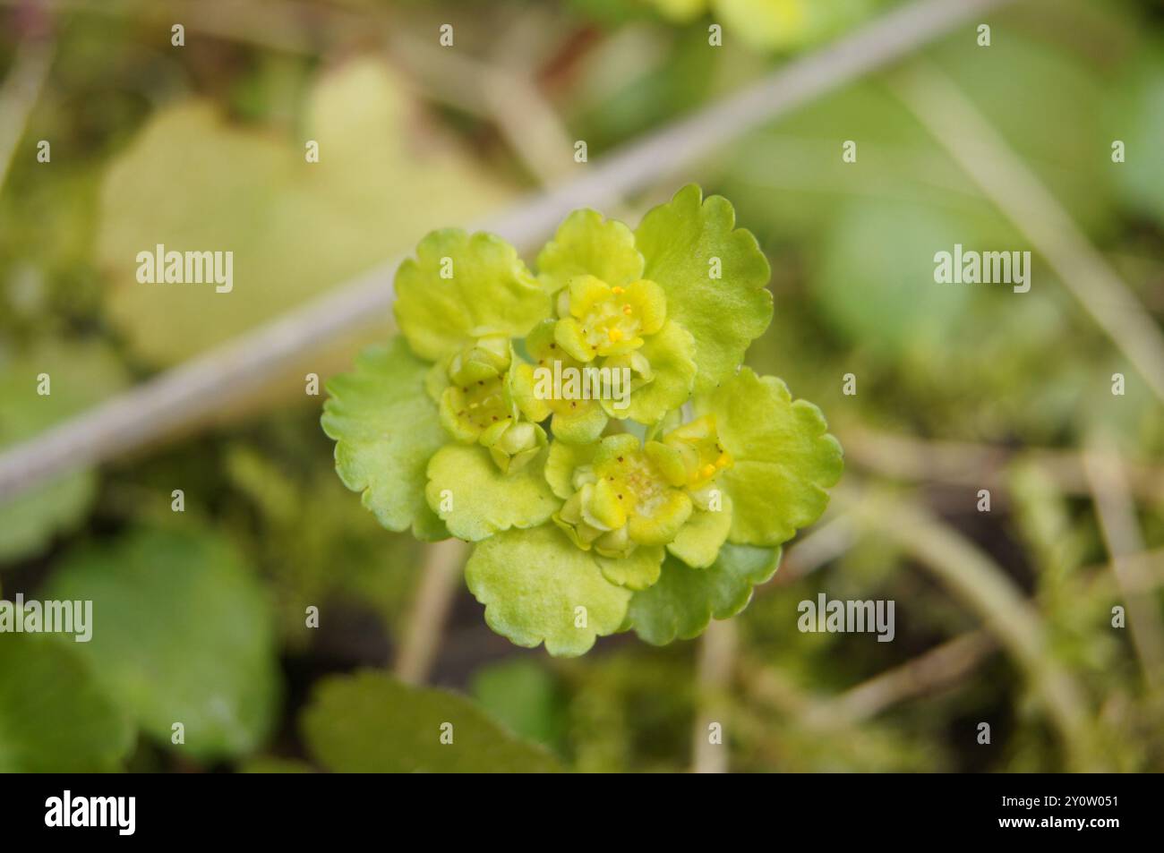 Alternate-leaved Golden Saxifrage (Chrysosplenium alternifolium ...