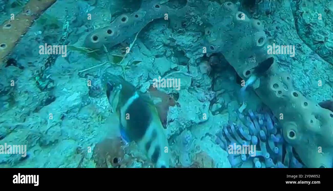 Barred Hamlet (Hypoplectrus puella) Actinopterygii Stock Photo - Alamy