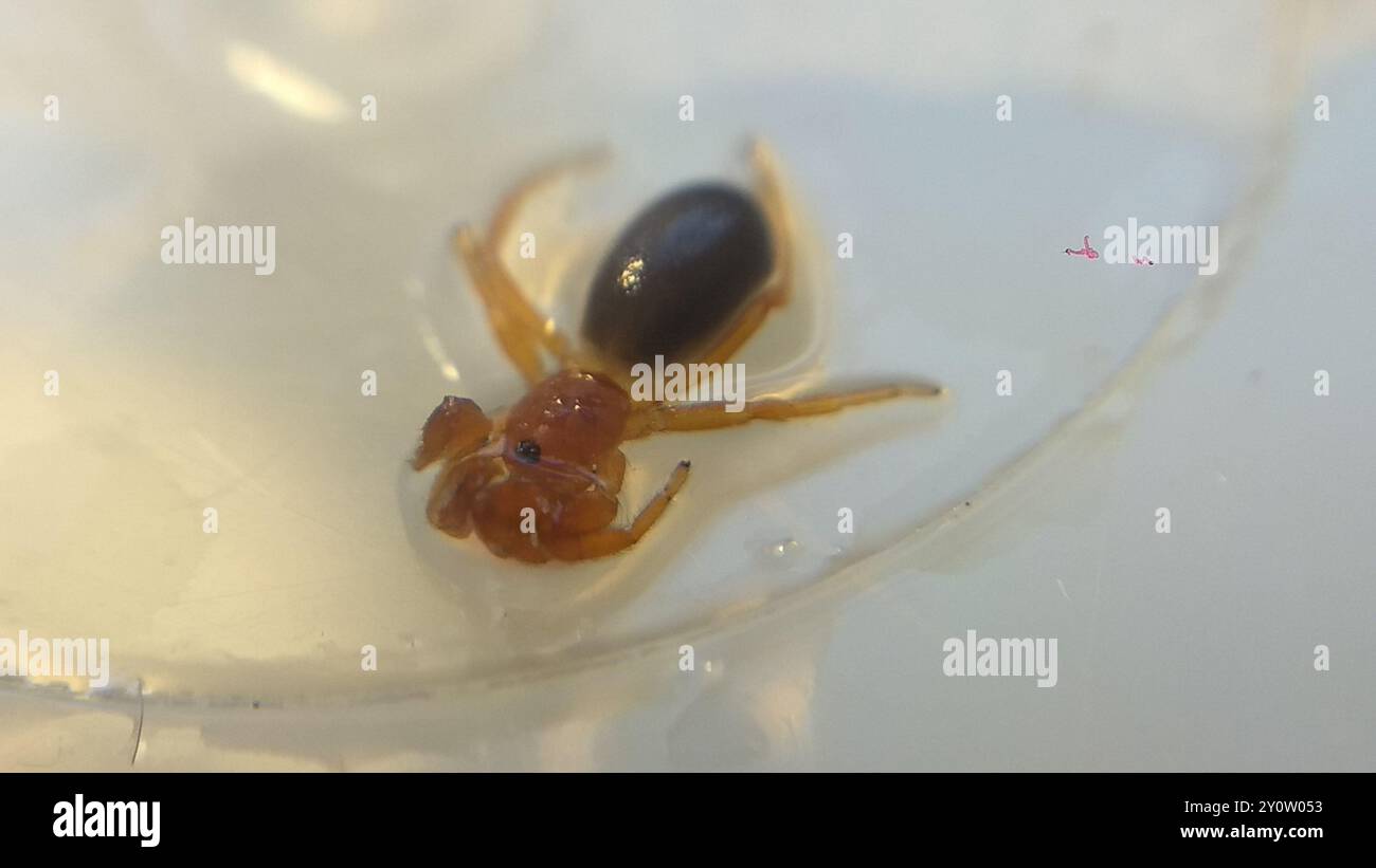 Bright Lungless Spiders (Caponiidae) Arachnida Stock Photo - Alamy